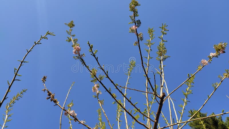 Beautiful Branches of a Tree and Blue Sky View Stock Image - Image of ...