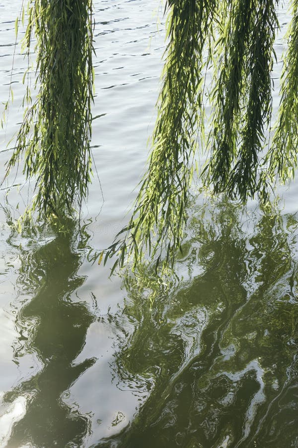 Beautiful Branches of a Weeping Willow Stock Photo - Image of mist ...