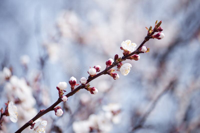 Beautiful Branches of White Blossoms on the Tree. Nature Spring ...