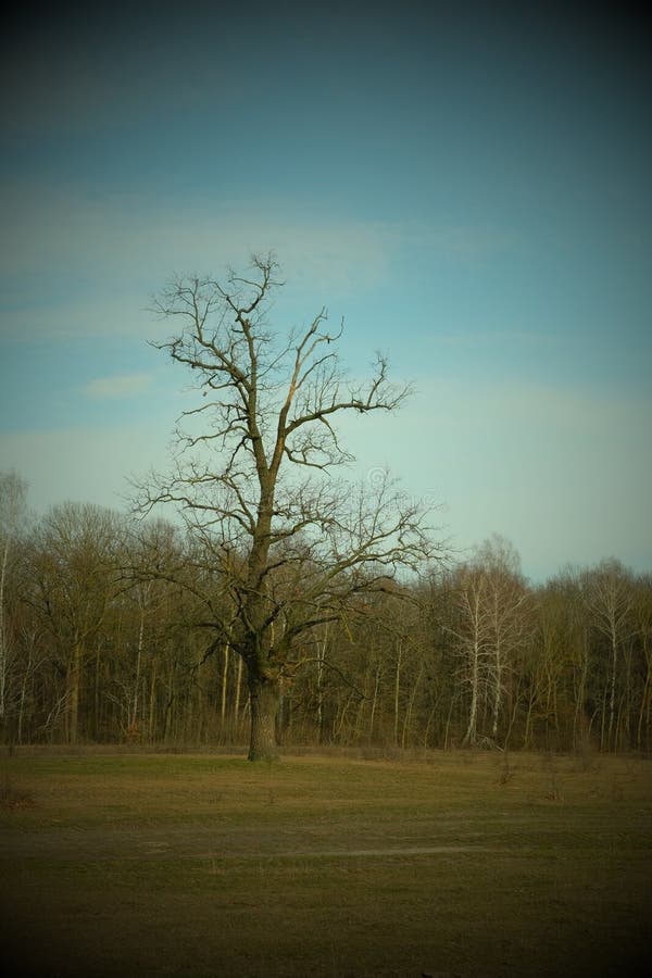 A Beautiful Branchy Tree in the Steppe in the Evening. Autumn Landscape ...