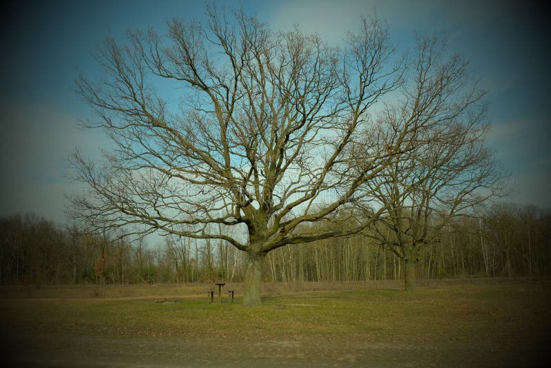 A Beautiful Branchy Tree in the Plain. Landscape Stock Image - Image of ...