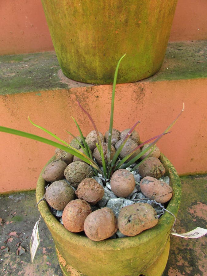 Beautiful Brassavola Orchid Stock Photo - Image of amazon, flower ...