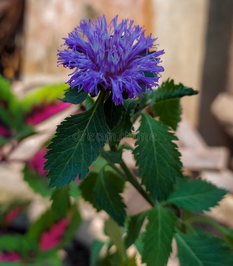 Flowerbunga Stock Photos - Free & Royalty-Free Stock Photos from Dreamstime