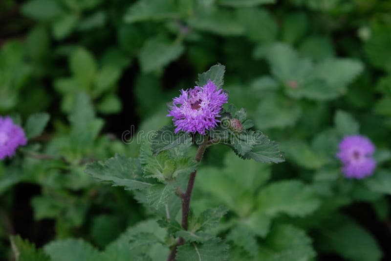 Centratherum Intermedium Stock Photos - Free & Royalty-Free Stock ...