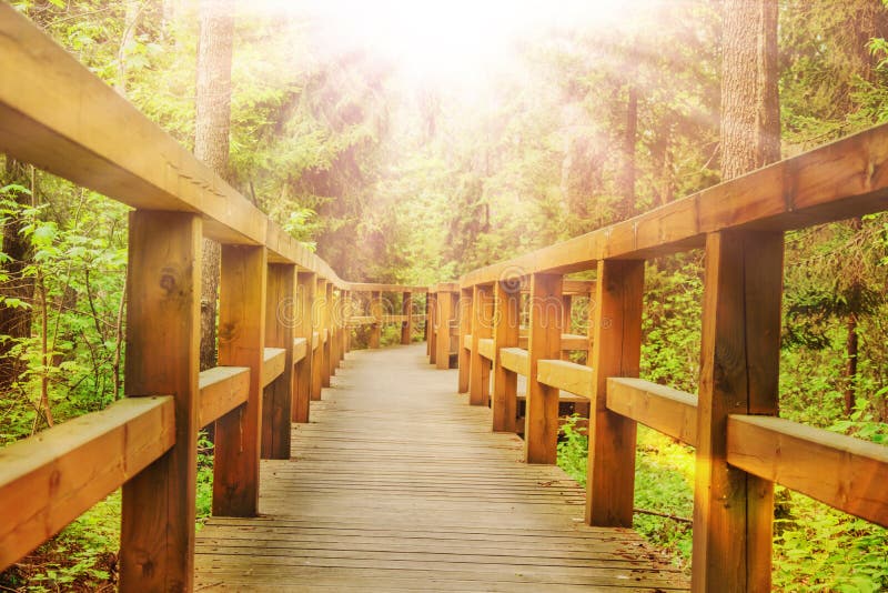 Beautiful Bridge in the Forrest Stock Image - Image of outdoor ...
