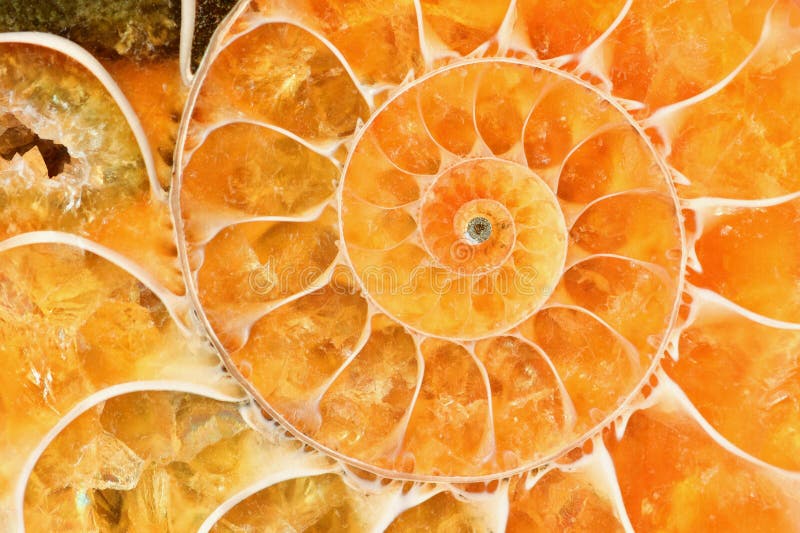 Beautiful Bright Amber-colored Ammonite Shell. Stock Photo - Image of ...