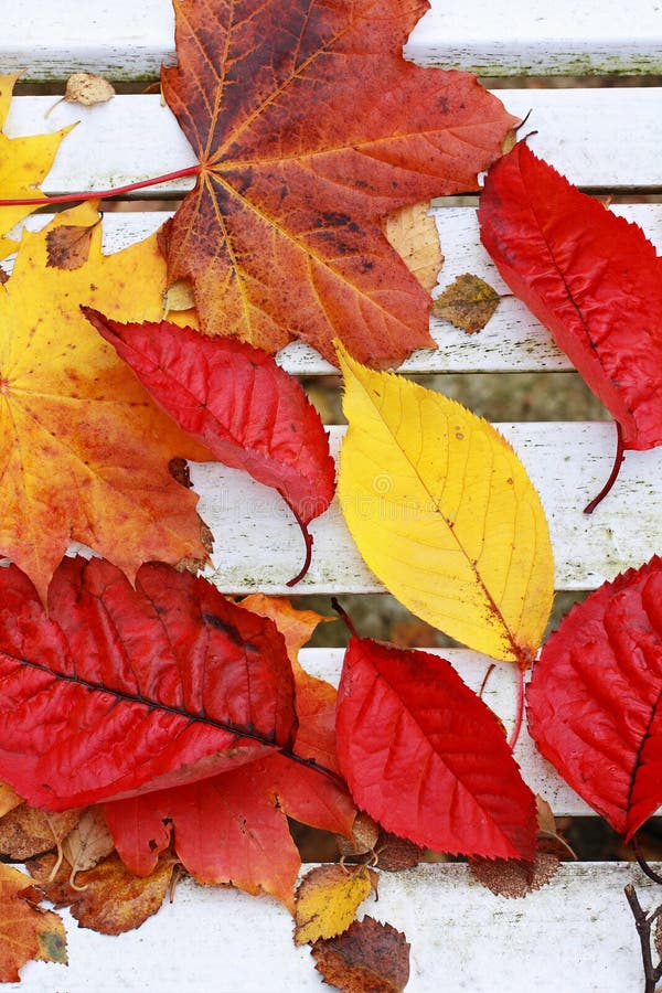 Beautiful, Bright Autumnal Leaves Stock Photo - Image of orange, flora ...