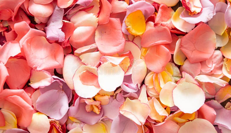 Beautiful Bright Background of Fresh Rose Petals Stock Image - Image of ...