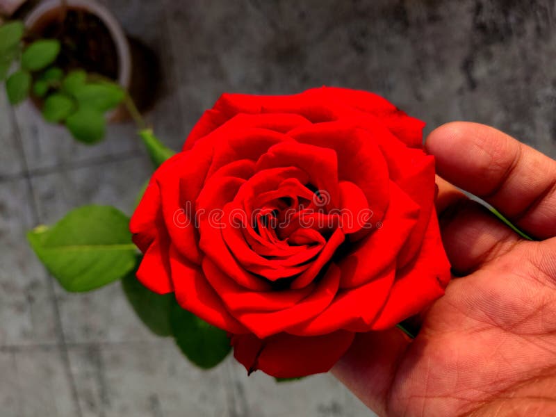 A Beautiful Bright Big Deep Red Rose in Hands Stock Image - Image of ...