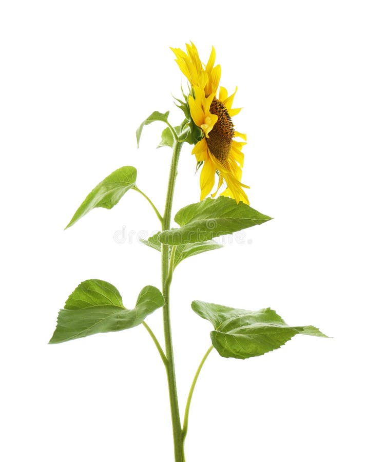 Beautiful Bright Blooming Sunflower Isolated Stock Image - Image of ...