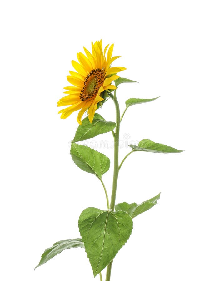 Beautiful Bright Blooming Sunflower Isolated Stock Photo - Image of ...