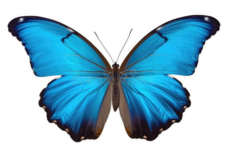 Bright Blue Monarch Butterfly Stock Image - Image of background ...