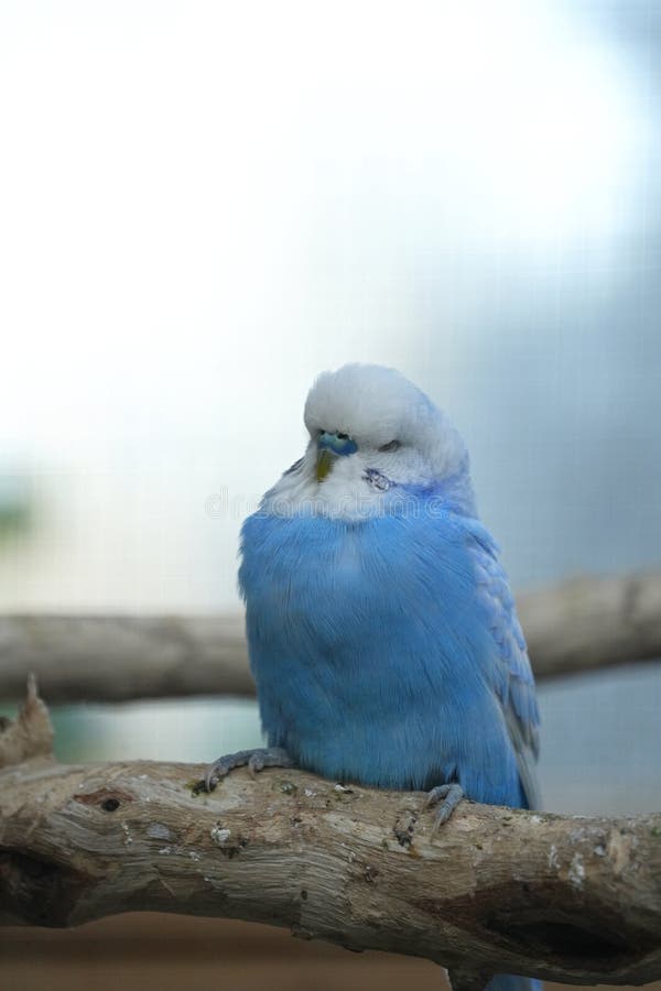 Beautiful Bright Blue Wavy Parrot Sleeping Branch Stock Photos - Free ...