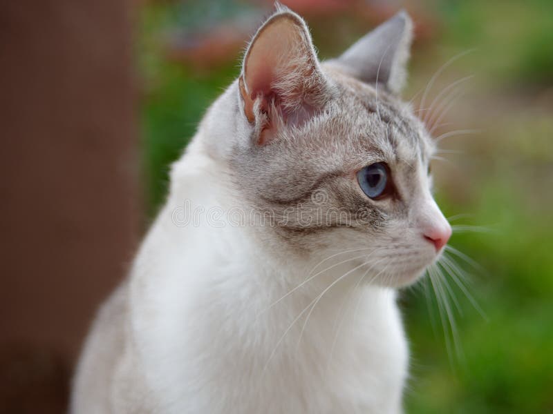 Beautiful Bright Cat with Blue Eyes on the Street Stock Image - Image ...