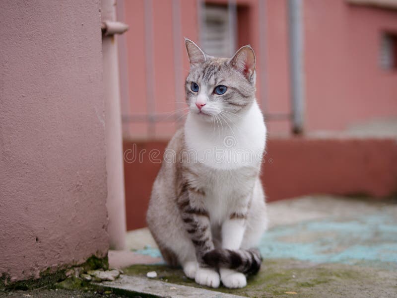 Beautiful Bright Cat with Blue Eyes on the Street Stock Photo - Image ...