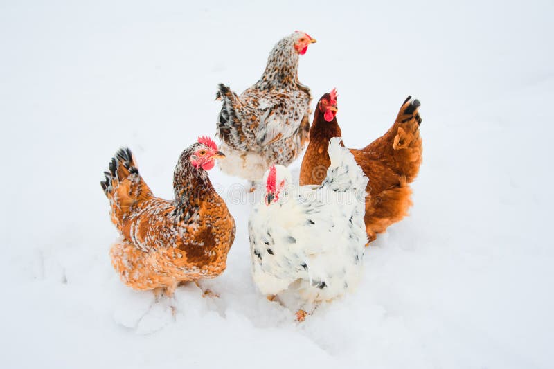 Beautiful Bright Chicken in Snow Stock Photo - Image of rooster, farm ...