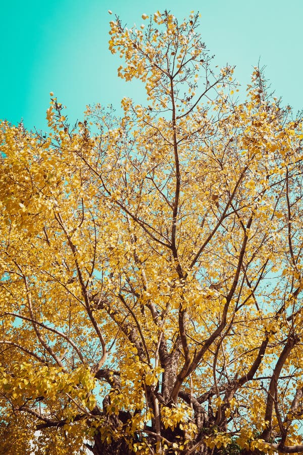 Beautiful Bright Coloured Wild Flowers Growing for Background and ...