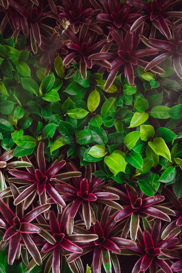 Beautiful Bright Coloured Wild Flowers Growing for Background and ...