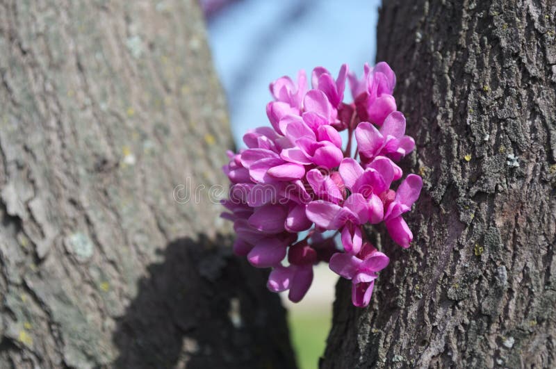 Beautiful Bright Flower Cherries on a Tree Trunk Stock Photo - Image of ...