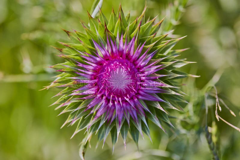 Beautiful Bright Flower Thistle. Selective Focus, Space in the Zone Blurring Stock Image - Image ...