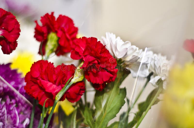 Beautiful and Bright Flowers Stock Image - Image of bright, macro ...