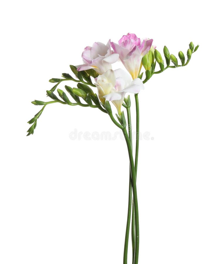Beautiful Bright Freesia Flowers on Background Stock Photo - Image of ...