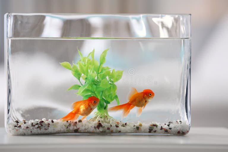 Beautiful Bright Goldfish in Aquarium Stock Photo - Image of golden ...