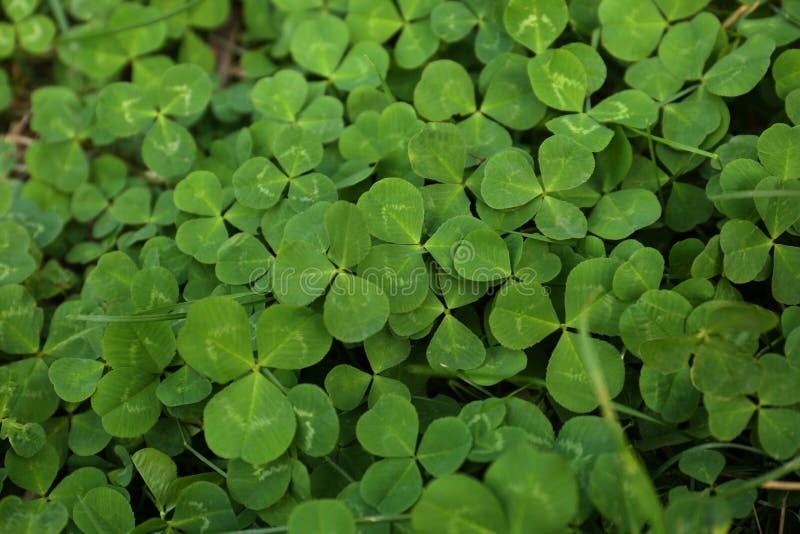 Beautiful Bright Green Clover Plants As Background, Closeup Stock Photo ...