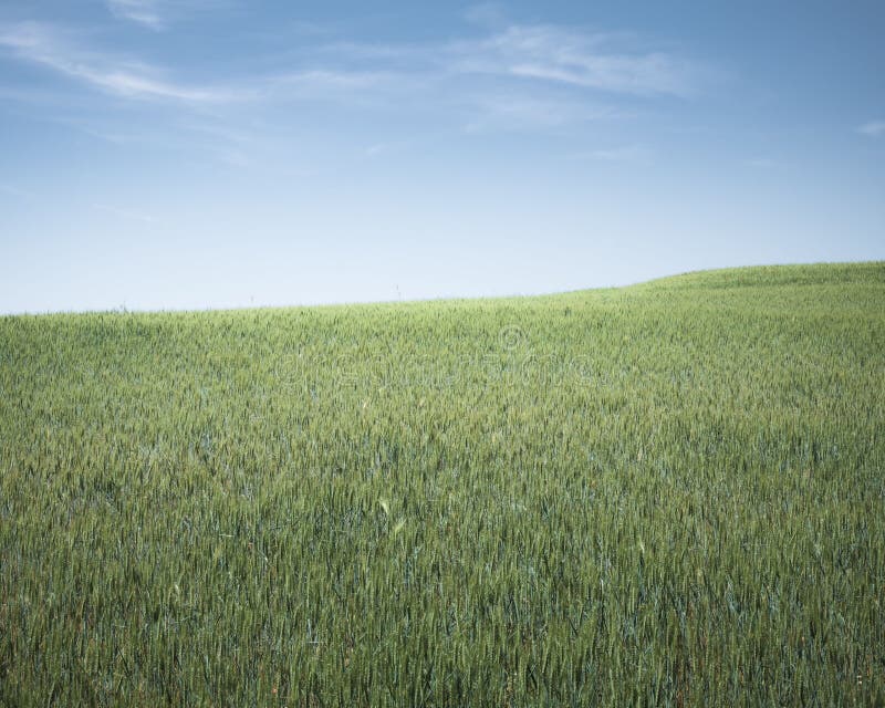 Beautiful Bright Green Field on a Hill Under a Blue Sky Stock Photo ...