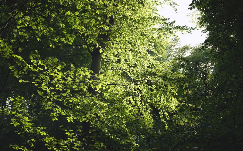 Beautiful Bright Green Foliage in a Summer Forest. Stock Image - Image ...