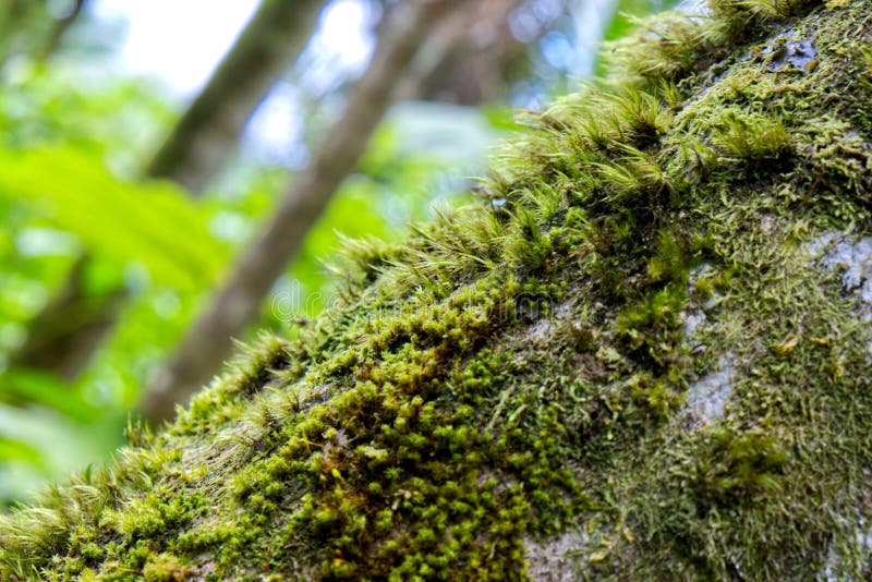 Close-up of Moss on Rainforest Tree Stock Image - Image of clouds ...