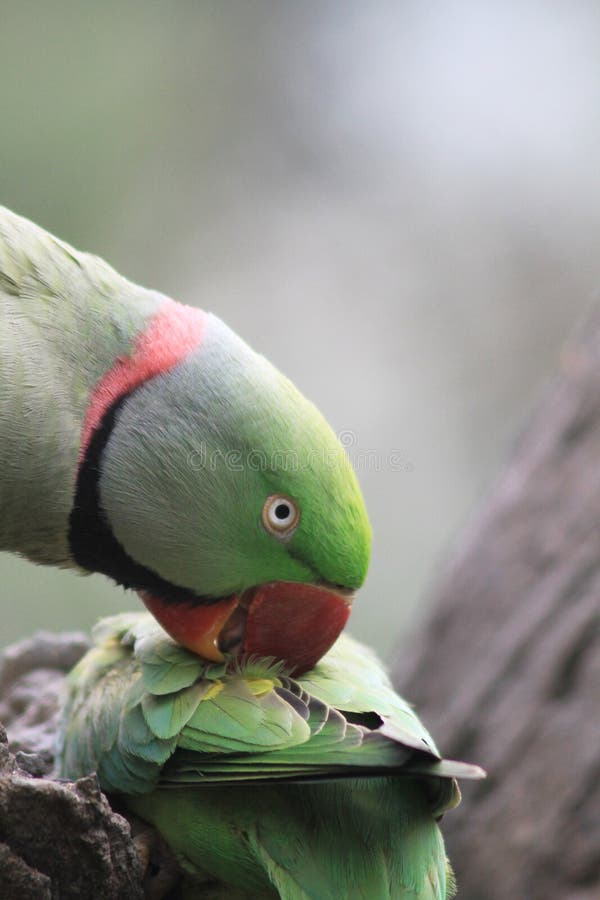 The Beautiful Bright Green Pearl Parrots, Psittacula Krameri Stock ...