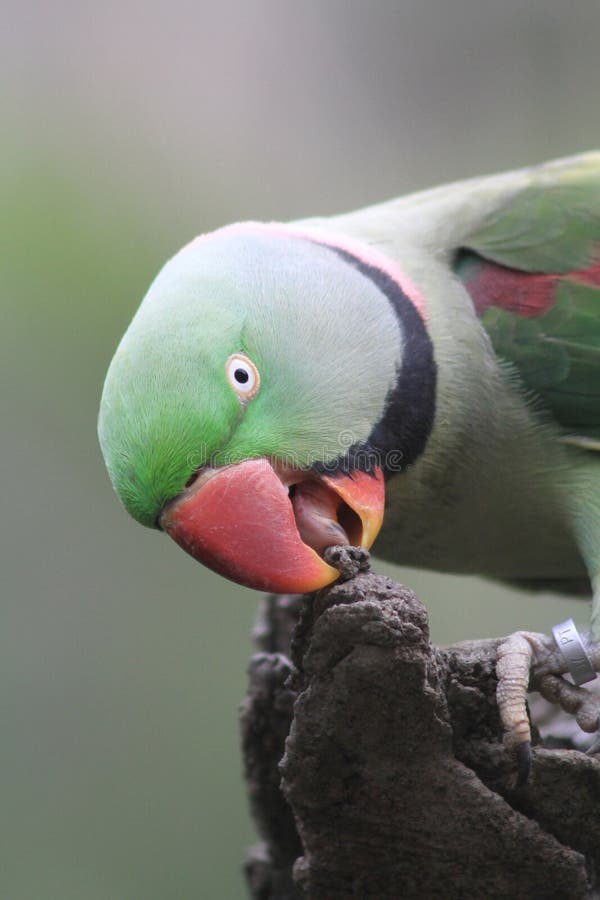 The Beautiful Bright Green Pearl Parrots, Psittacula Krameri Stock ...