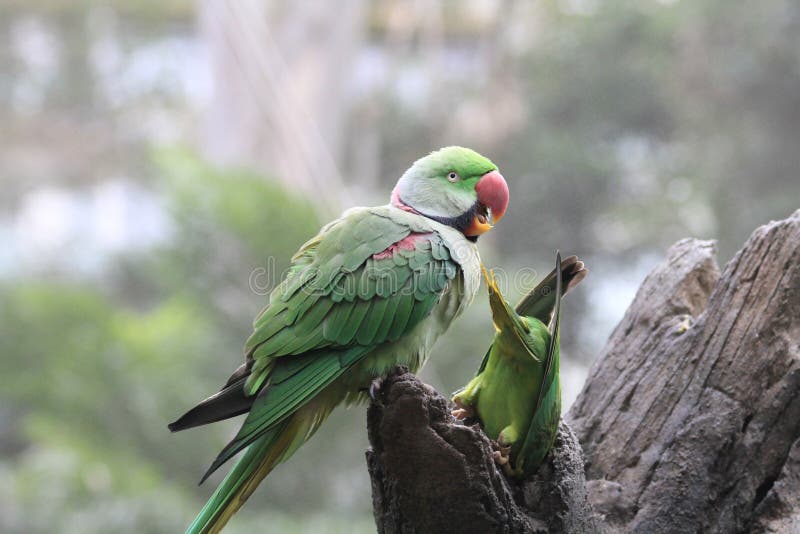 The Beautiful Bright Green Pearl Parrots, Psittacula Krameri Stock ...