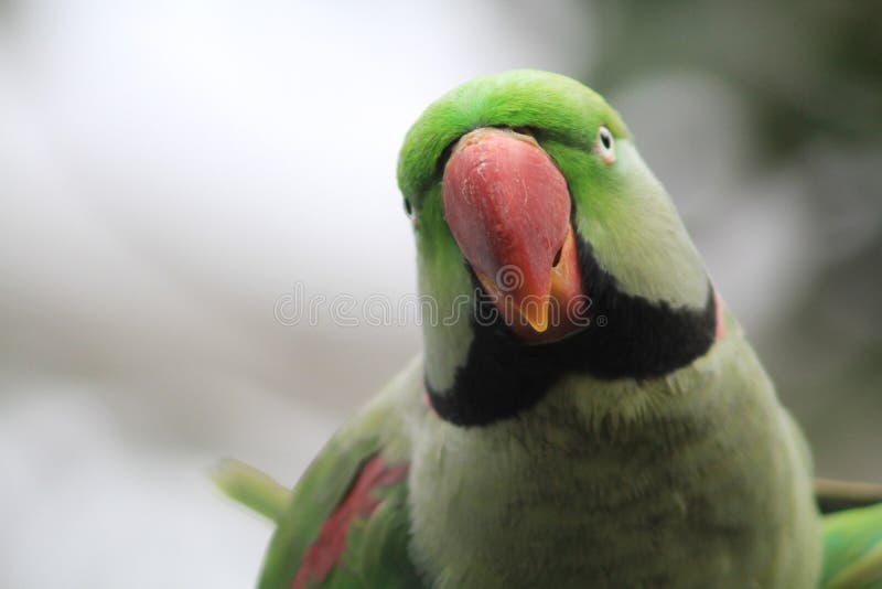The Beautiful Bright Green Pearl Parrots, Psittacula Krameri Stock ...