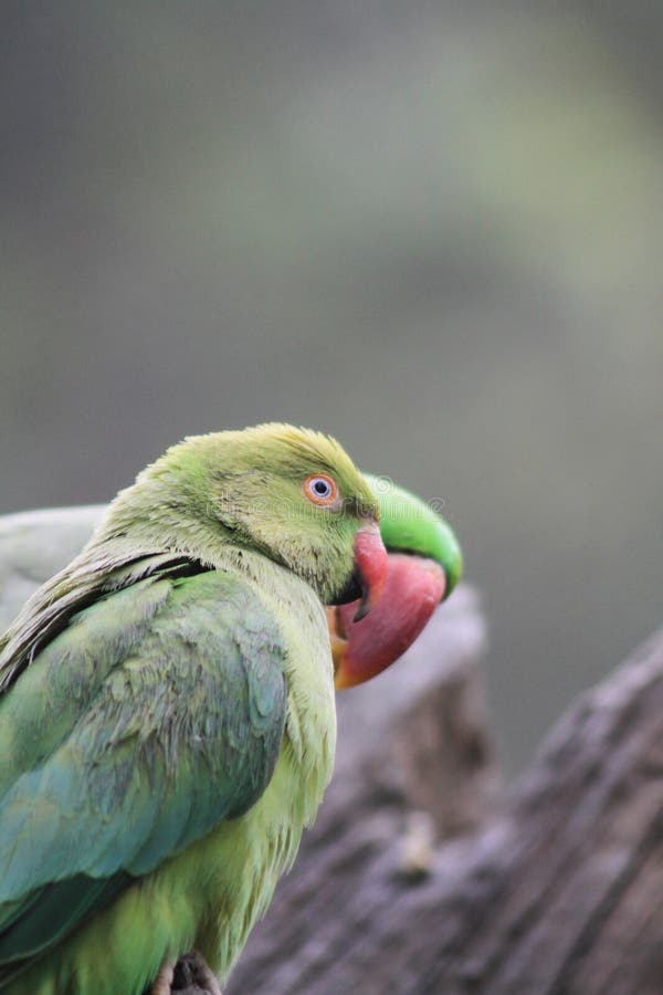 The Beautiful Bright Green Pearl Parrots, Psittacula Krameri Stock ...