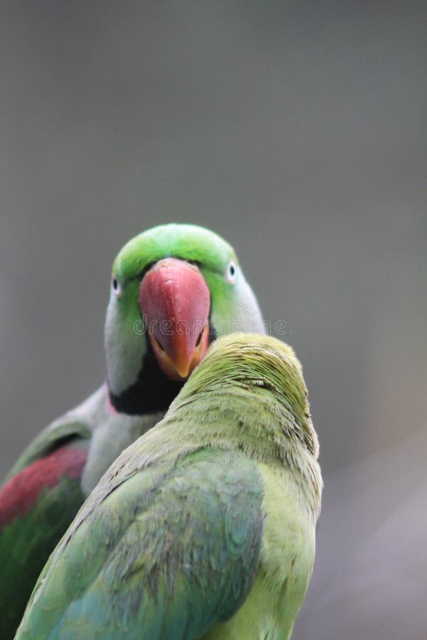 The Beautiful Bright Green Pearl Parrots, Psittacula Krameri Stock ...