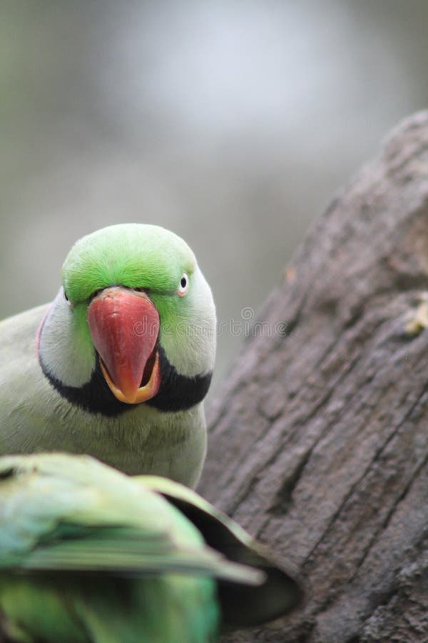The Beautiful Bright Green Pearl Parrots, Psittacula Krameri Stock ...