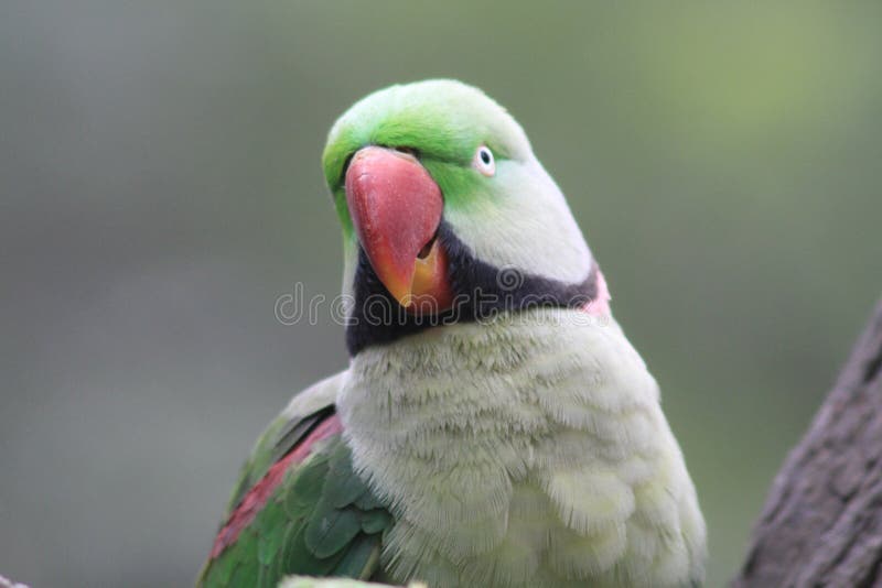 The Beautiful Bright Green Pearl Parrots, Psittacula Krameri Stock ...