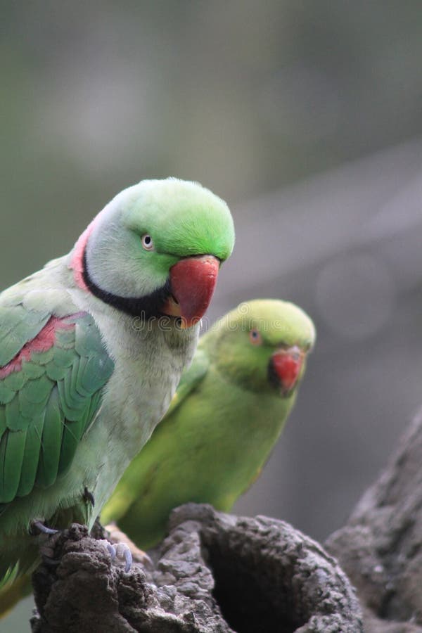 The Beautiful Bright Green Pearl Parrots, Psittacula Krameri Stock ...