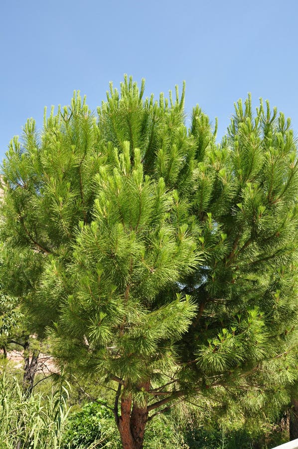 Beautiful Bright Green Tree Pine Stock Photo - Image of sheet, forest ...