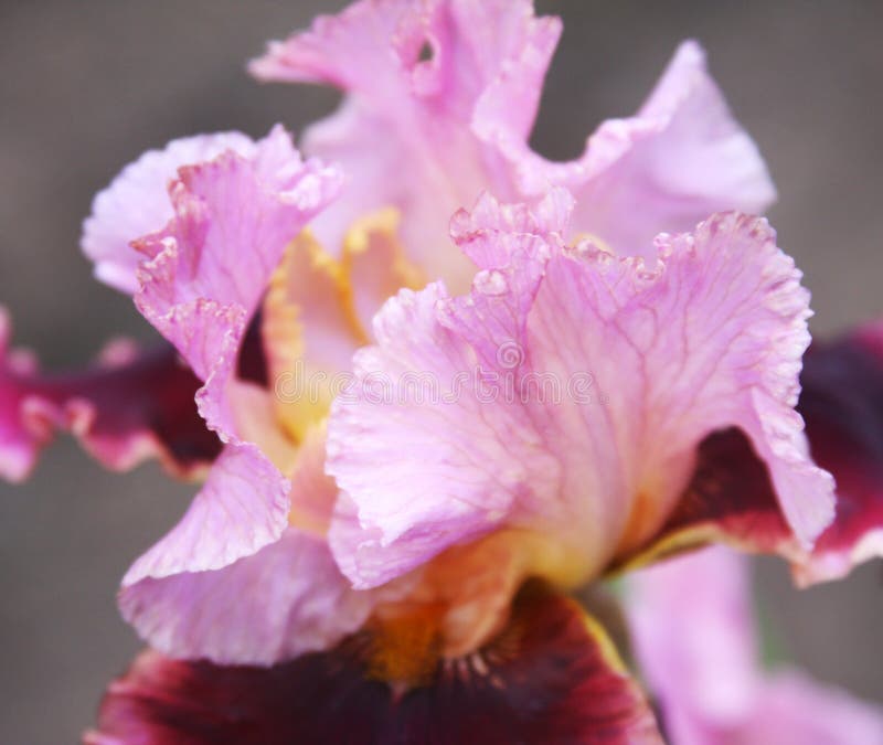 Beautiful bright irises stock photo. Image of bearded - 32864576