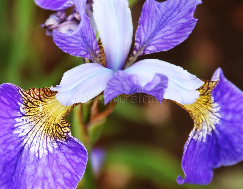 Beautiful bright irises stock image. Image of decorative - 72967581