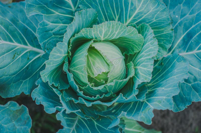 Beautiful Bright and Juicy Green White Cabbage Growing. View from Above ...