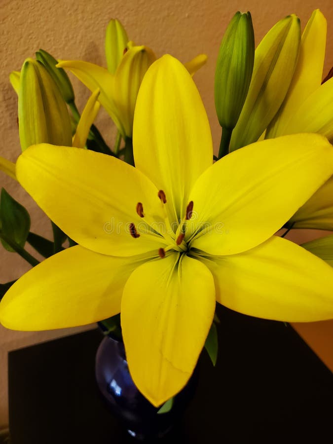 Beautiful bright Lily stock photo. Image of colors, lily - 234262878