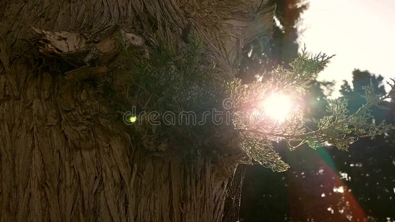 Beautiful, Bright, Multi-colored Sun Rays Break through the Young ...