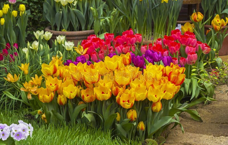 Beautiful Bright Multi-colored Tulips Stock Image - Image of horizontal ...