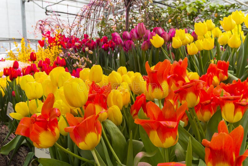 Beautiful Bright Multi-colored Tulips Stock Image - Image of colored ...