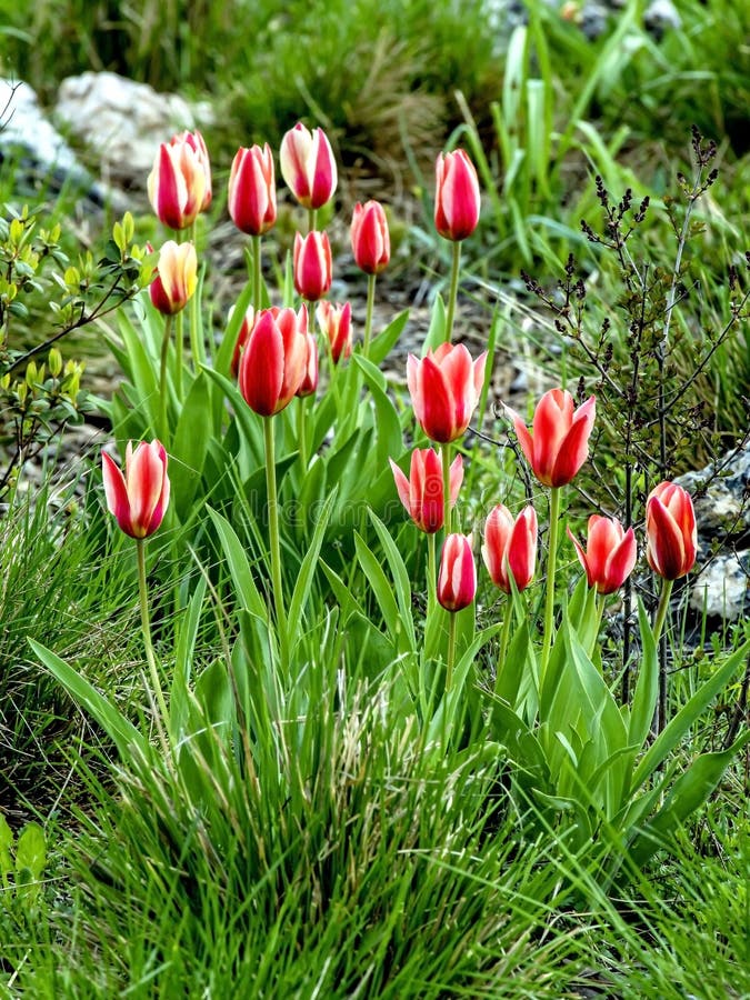 Beautiful Bright Multicolored Tulips in the City Square Stock Image ...