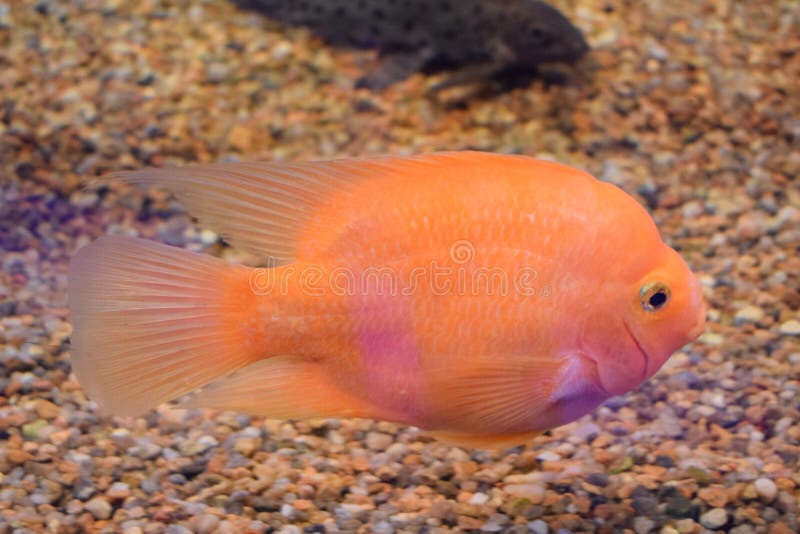 Beautiful Bright Orange Red Parrot Cichlid Stock Photo - Image of swim ...